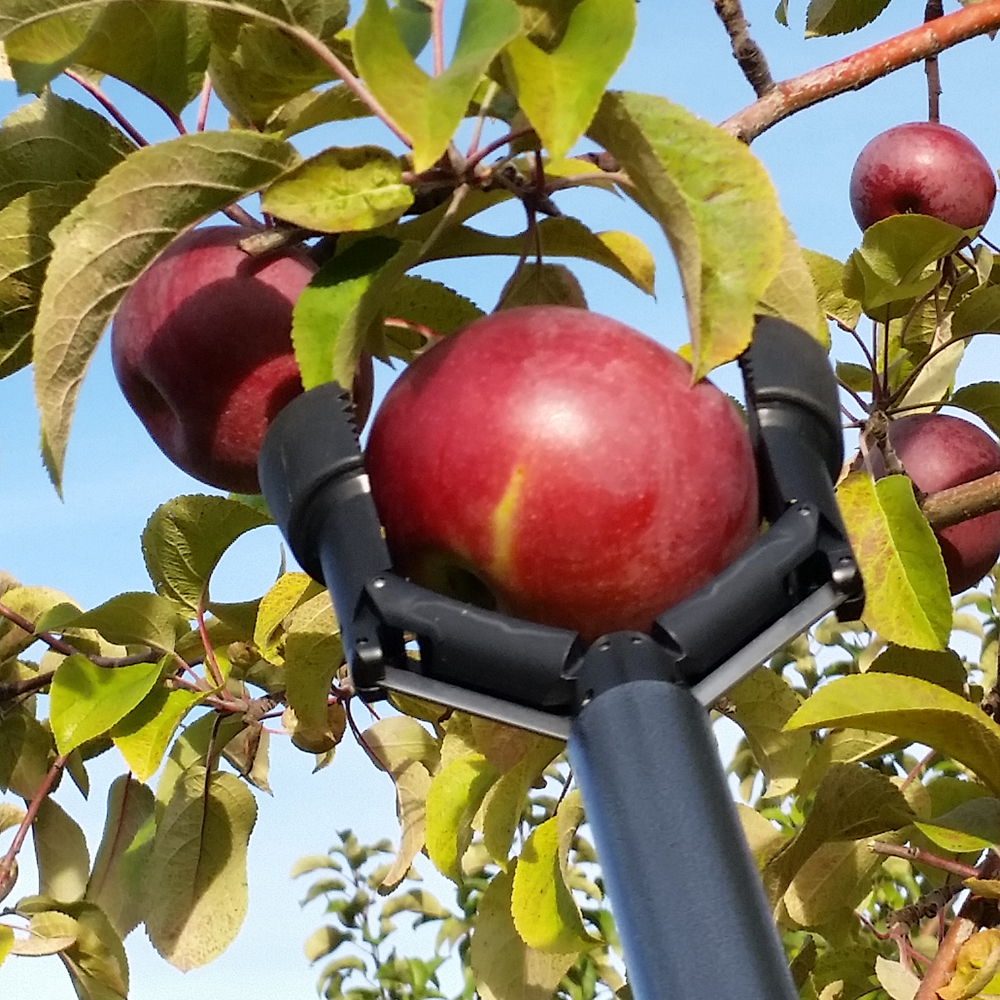 Buy Walking Canes Online | Built-In Reaching Grabber| Handy Cane